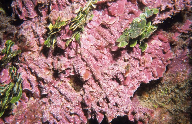 Where does seaweed get its color?