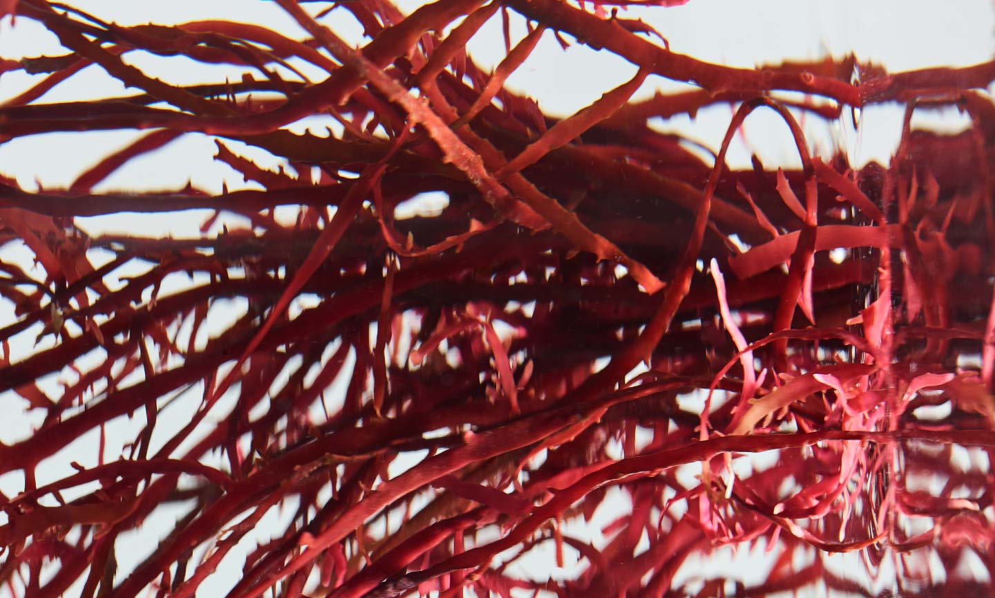 Spotlight on our red algae, natural origin ingredients